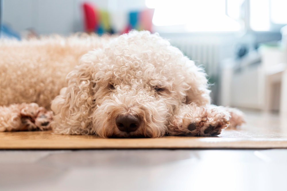 Cos'è la pancreatite nei cani e come riconoscerne i sintomi? - InSalute