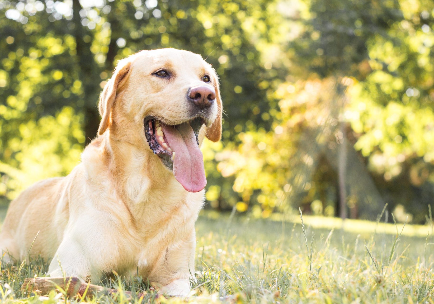 Malattie ereditarie nei cani: quali sono e cosa sapere