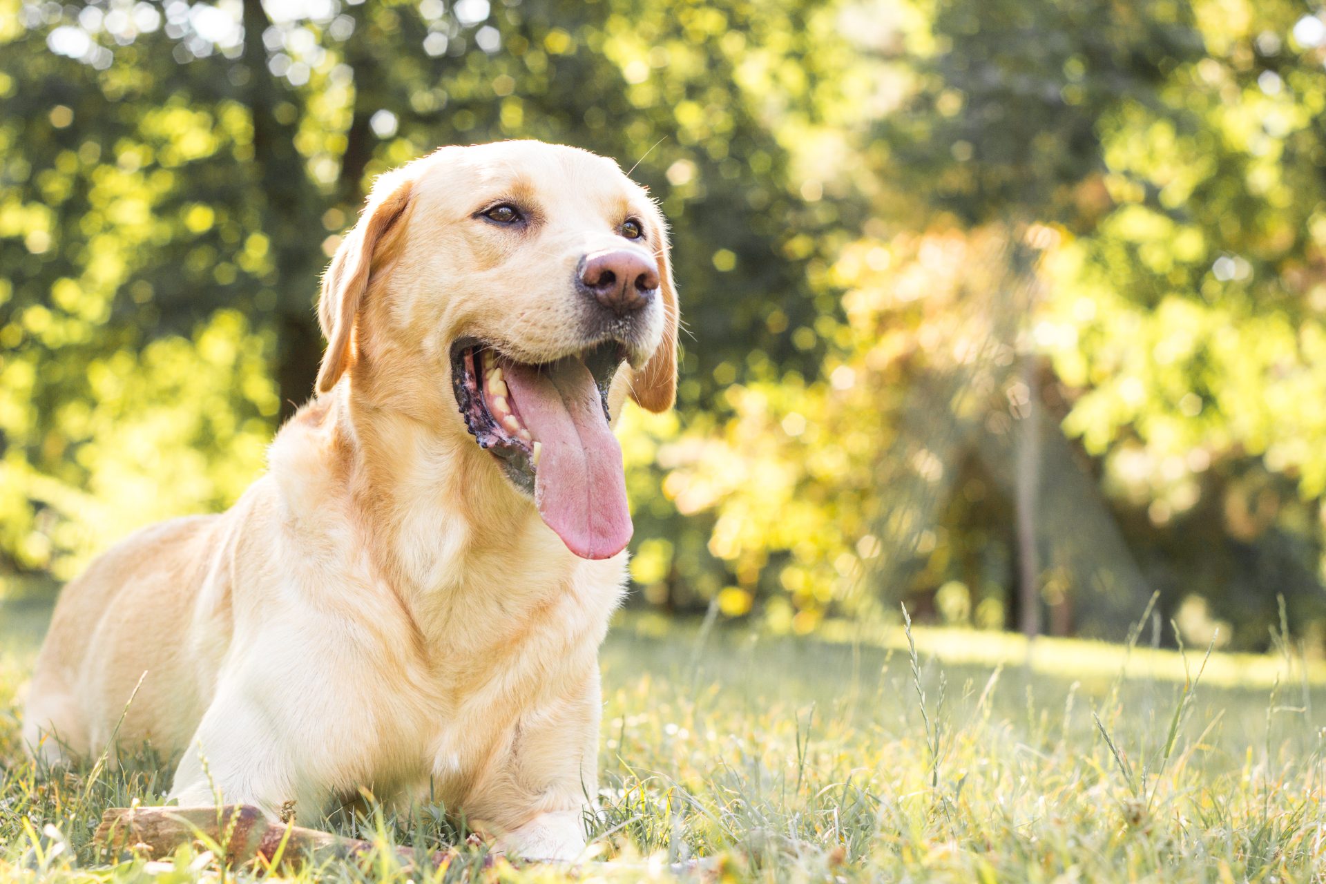 Malattie ereditarie nei cani: quali sono e cosa sapere